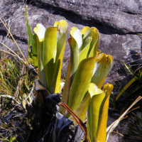 Carnivorous Plants: Insectivorous Plants With Names And Pictures - EngDic