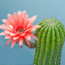 10 Terrestrial Plants Names and Pictures - EngDic