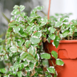 25 Climber Plants Names with Pictures (Examples of Vines) - EngDic