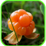 Explore 50+ Edible Wild Fruits Name with Pictures - EngDic
