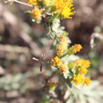 Coastal Plants Names | Coastal Area Plants And Trees - EngDic