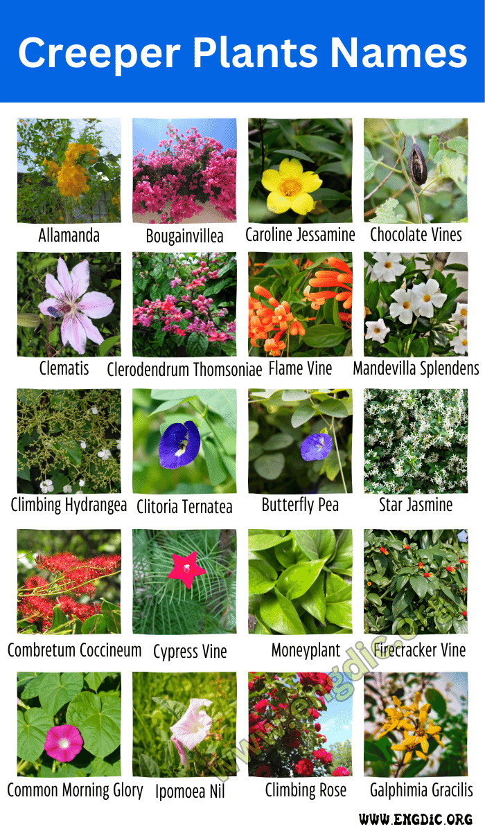 28 Creeper Plants Names With Pictures Facts EngDic