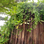 28 Creeper Plants Names With Pictures & Facts - EngDic