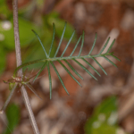25 Climber Plants Names with Pictures (Examples of Vines) - EngDic