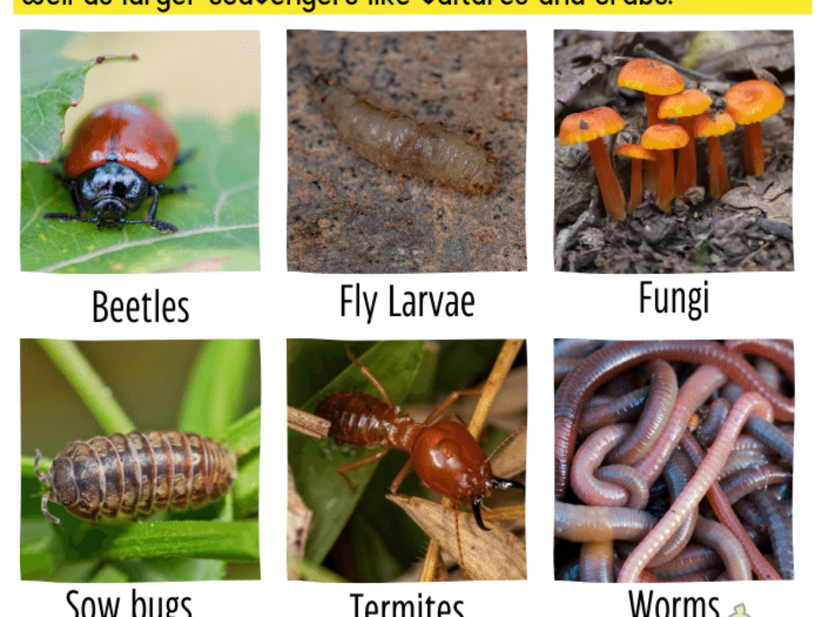 Examples Of Decomposers