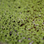 10 Aquatic Plants Name | Water Plants Names List With Pictures - EngDic