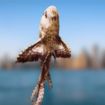 20 Aerial Animals Name (Flying & Air Animals) - EngDic