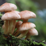 Decomposer Animals Name | Decomposers Examples - EngDic