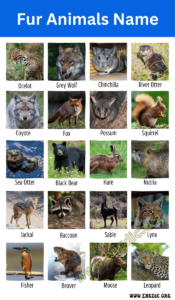 30 Fur Animals Name (Animals with Hair) - EngDic