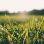 10 Terrestrial Plants Names and Pictures - EngDic