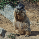 25 Terrestrial Animals Names and Pictures (Land Animals) - EngDic