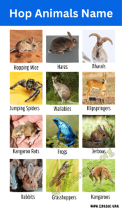 20 Hop Animals Name with Pictures (Jump Animals) - EngDic