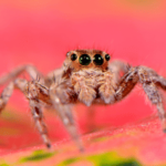 20 Hop Animals Name with Pictures (Jump Animals) - EngDic