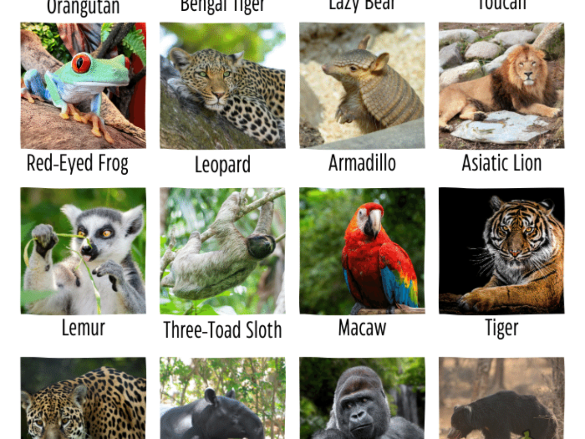 Forest Animals Images With Names