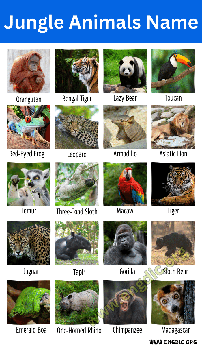100 Jungle Animals Name Pictures Facts EngDic 100 Jungle Animals Name Pictures Facts EngDic