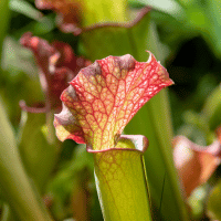 Carnivorous Plants: Insectivorous Plants With Names And Pictures - EngDic