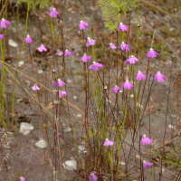 Carnivorous Plants: Insectivorous Plants With Names And Pictures - EngDic