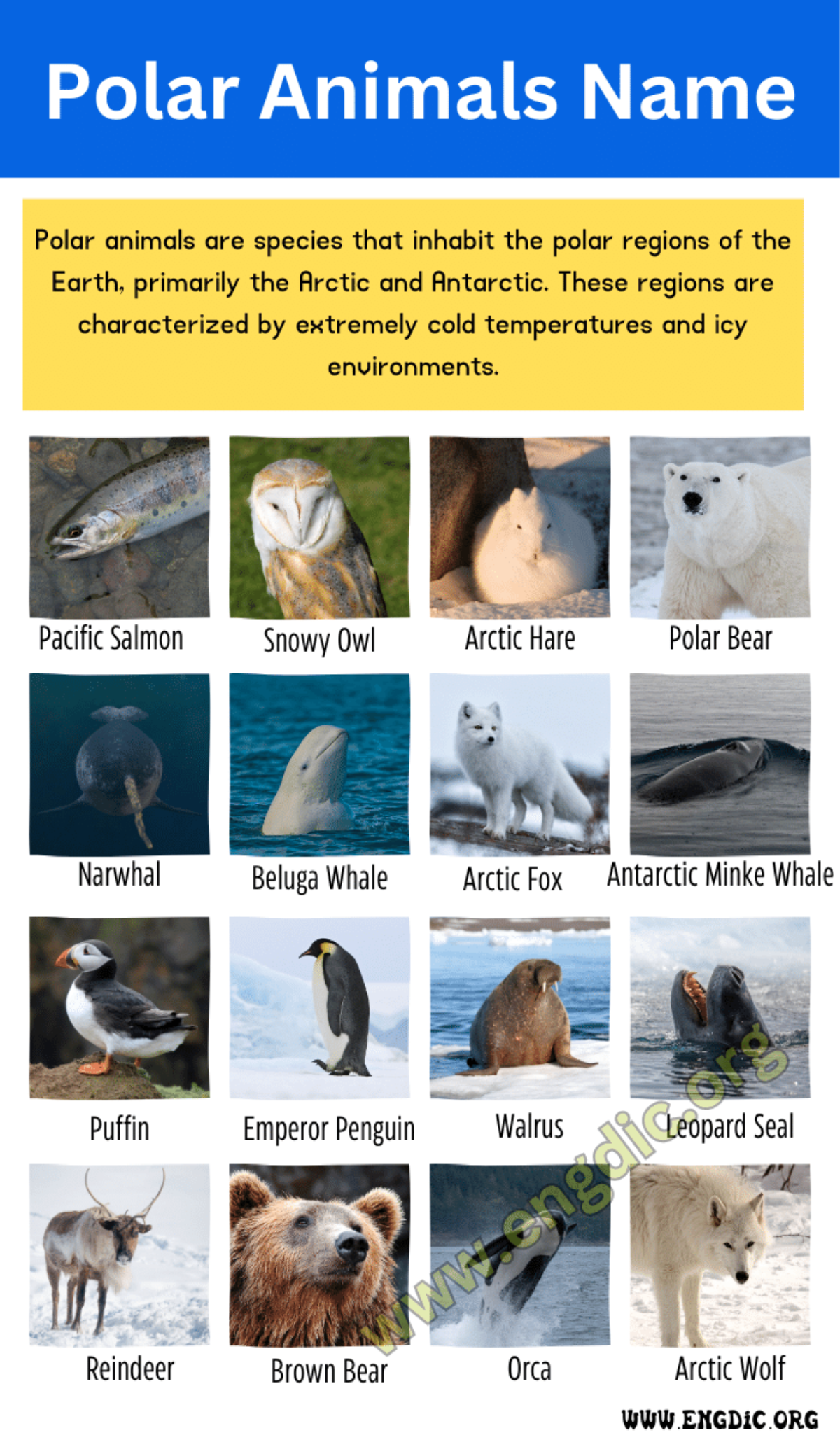 Arctic Animals List