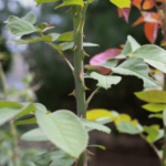 10 Terrestrial Plants Names and Pictures - EngDic