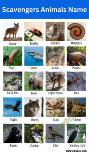 17 Scavengers Animals Name with Pictures - EngDic
