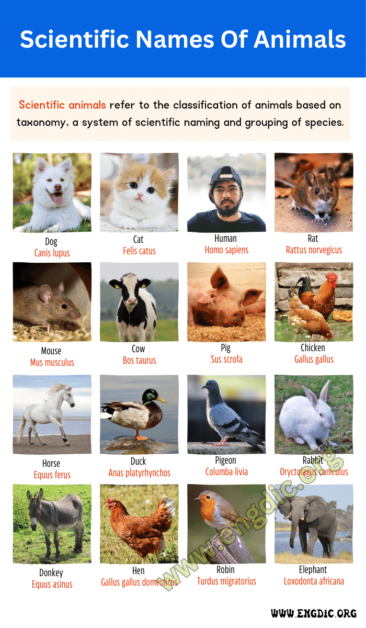 20 Scientific Names Of Animals with Pictures - EngDic