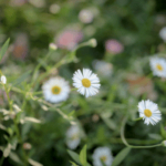 Coastal Plants Names | Coastal Area Plants And Trees - EngDic