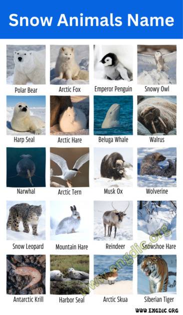 20+ Ice, & Snow Animals Name (Pictures and Facts) - EngDic