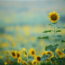 10 Terrestrial Plants Names and Pictures - EngDic