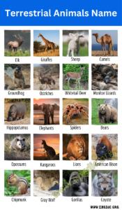 25 Terrestrial Animals Names and Pictures (Land Animals) - EngDic
