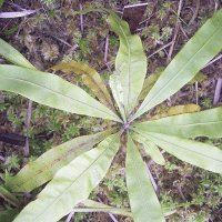 Carnivorous Plants: Insectivorous Plants With Names And Pictures - EngDic