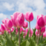 10 Terrestrial Plants Names and Pictures - EngDic