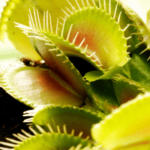 Carnivorous Plants: Insectivorous Plants With Names And Pictures - EngDic