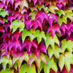 25 Climber Plants Names with Pictures (Examples of Vines) - EngDic