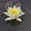 10 Aquatic Plants Name | Water Plants Names List With Pictures - EngDic