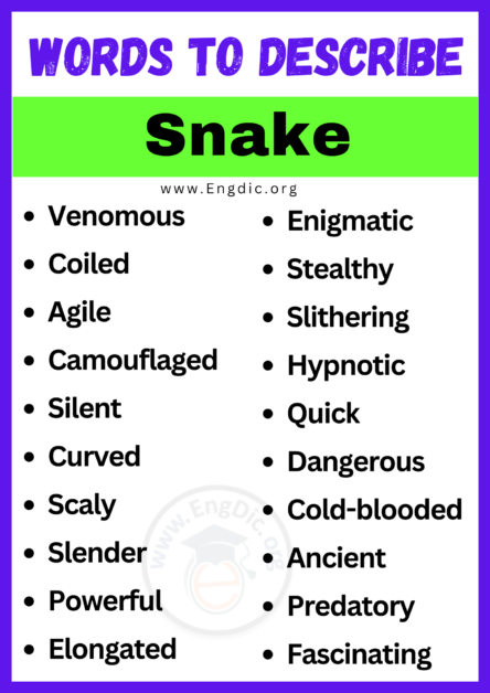 20+ Best Words to Describe a Snake, Adjectives for Snake - EngDic