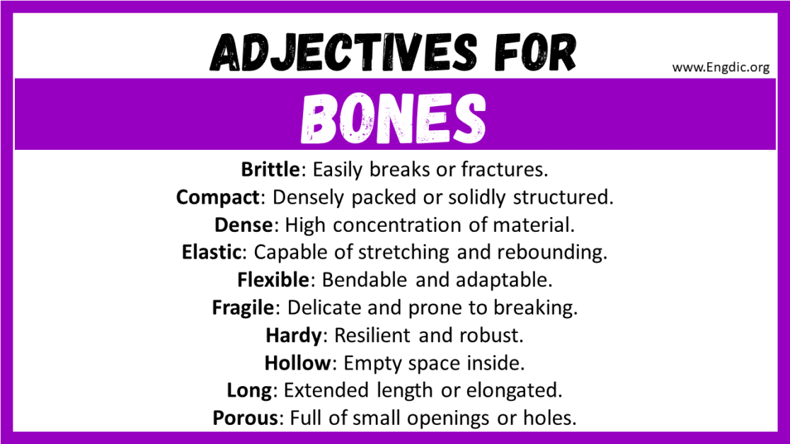 20+ Best Words to Describe Bones, Adjectives for Bones - EngDic