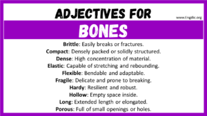 20+ Best Words to Describe Bones, Adjectives for Bones - EngDic