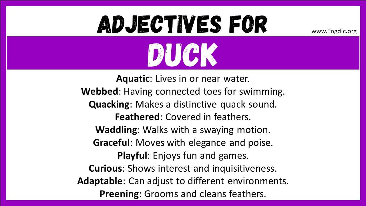 20+ Best Words to Describe Duck, Adjectives for Duck - EngDic
