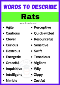 20+ Best Words to Describe Rats, Adjectives for Rats - EngDic