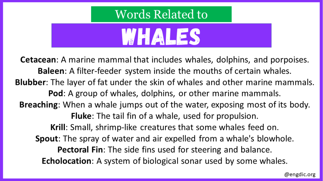 Top 30 Words Related to Whales - EngDic