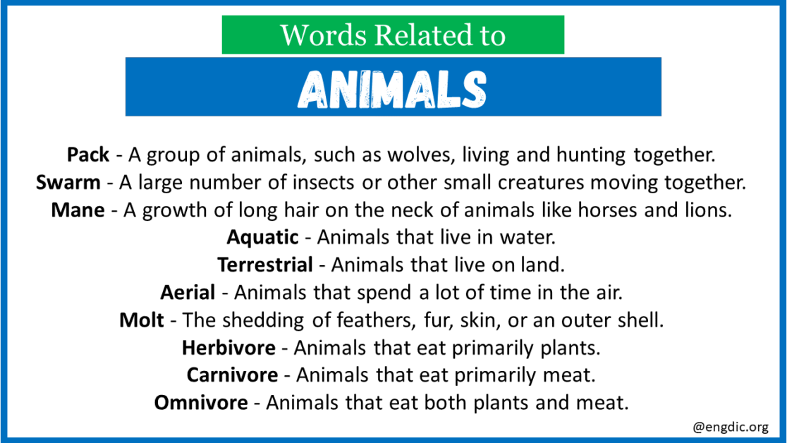 Top 30 Words Related to Animals - EngDic