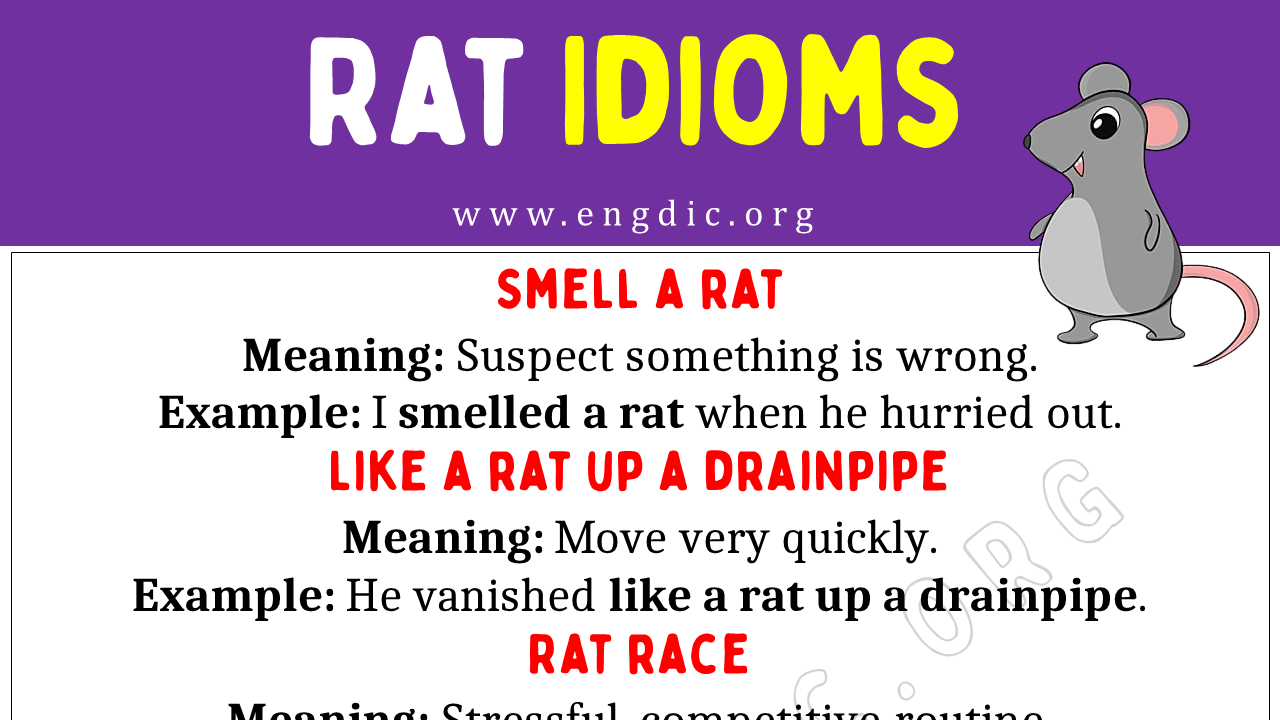 Rat Idioms (With Meaning and Examples) - EngDic
